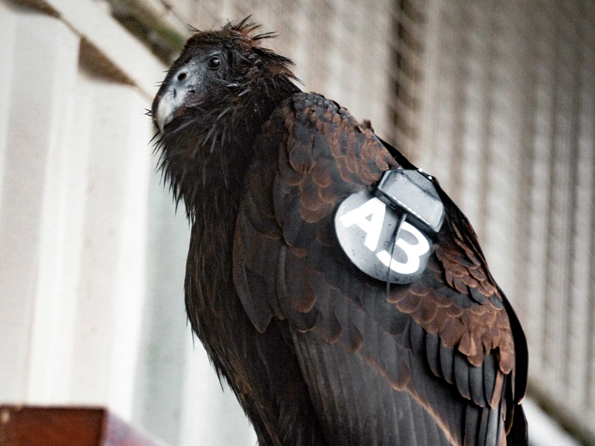 How the Yurok Tribe is bringing condors back | Popular Science