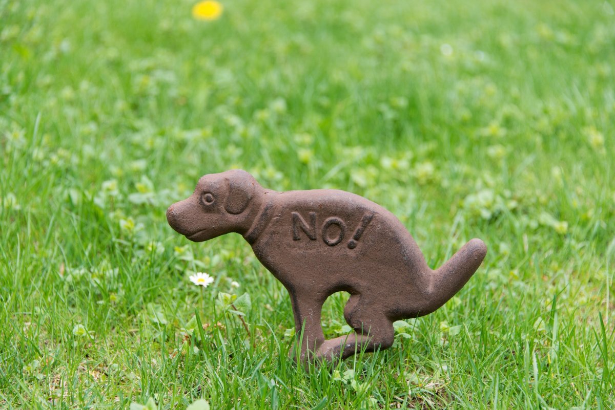 Dog poop pollutes. Here's why you should pick it up. | Popular Science