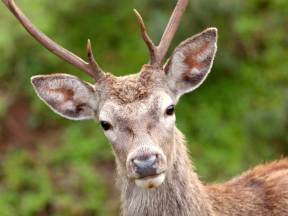 What is 'zombie deer' disease? | Popular Science