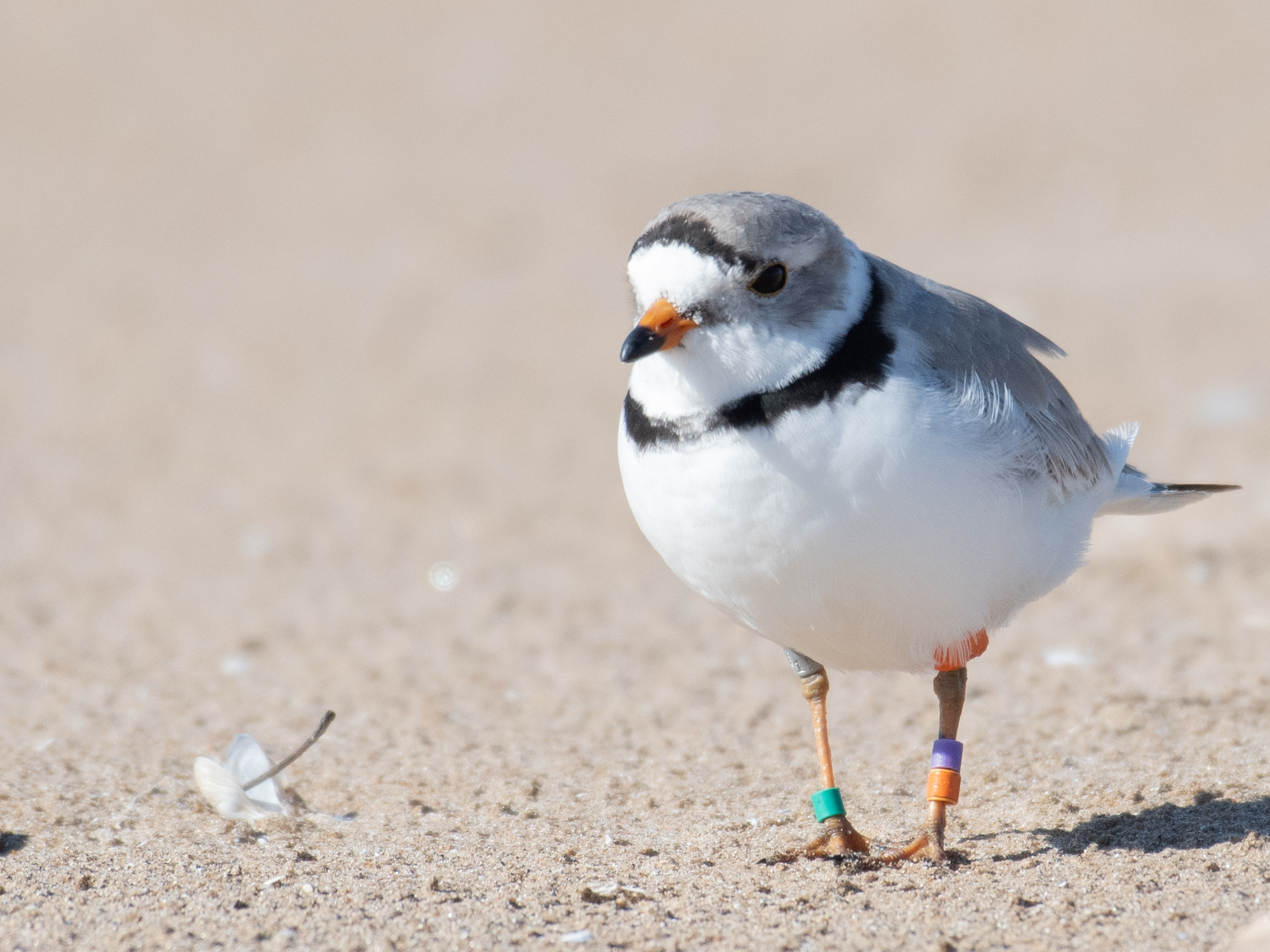 The legacy of Chicago's piping plovers, Monty and Rose | Popular Science