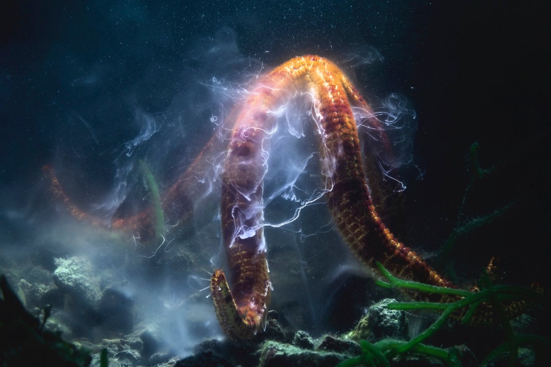 Giant Squid Surfaces From The Deep In Japanese Harbor