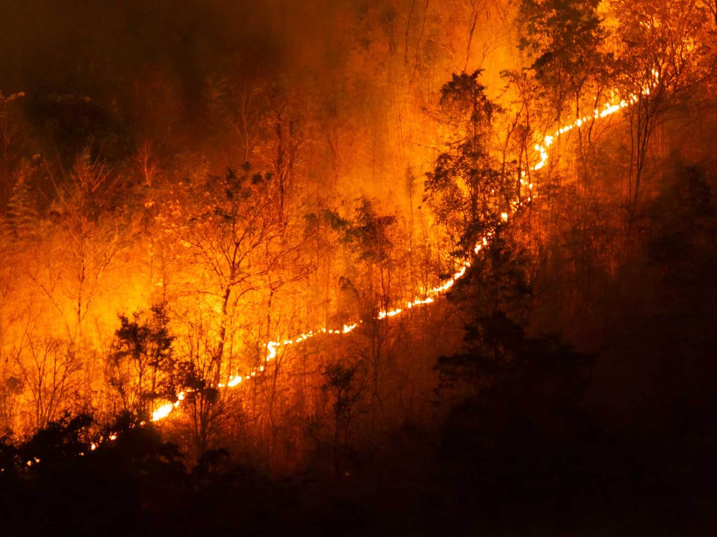 Electrocuted birds cause some wildfires | Popular Science
