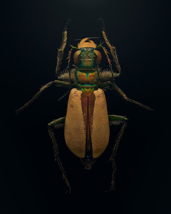These macro images bring endangered insects to life | Popular Science