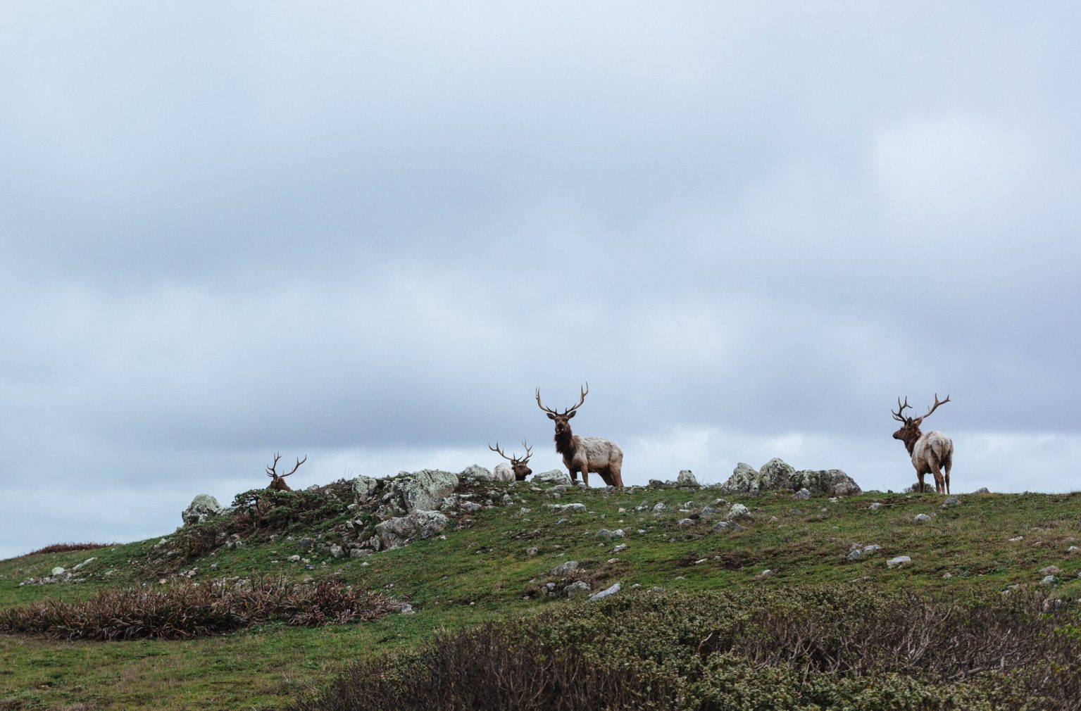 Climate change is forcing wildlife to the edges of the world | Popular ...