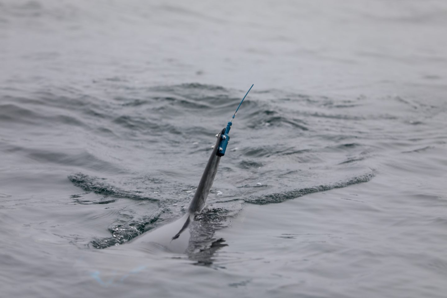 Tagging along with sharks to the ocean’s Twilight Zone | Popular Science
