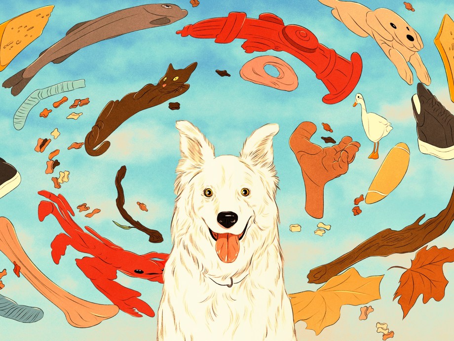 Do dogs and cats have a good memory? | Popular Science