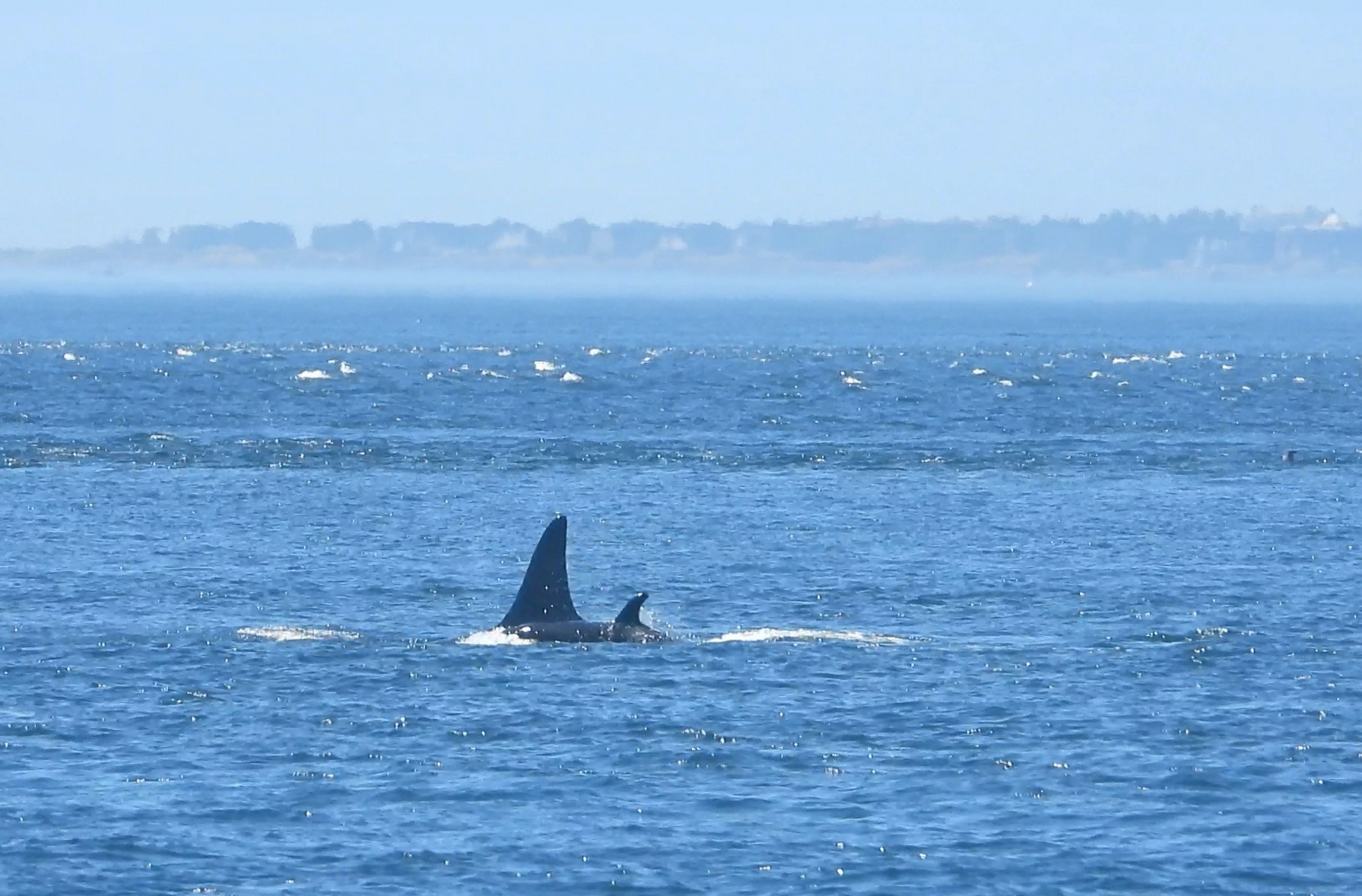 How to save the southern resident orcas | Popular Science