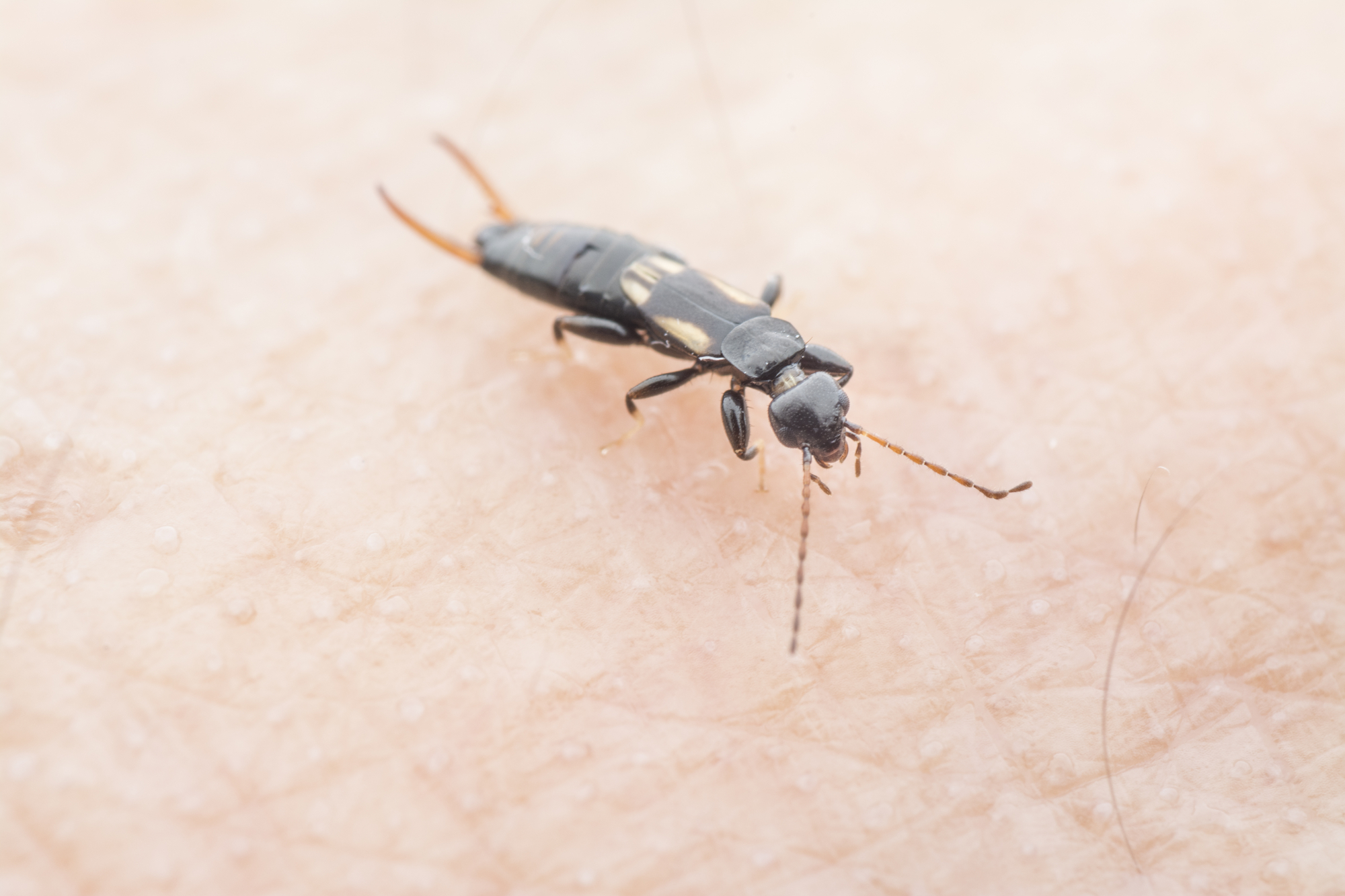 What are earwigs? Are they dangerous? | Popular Science