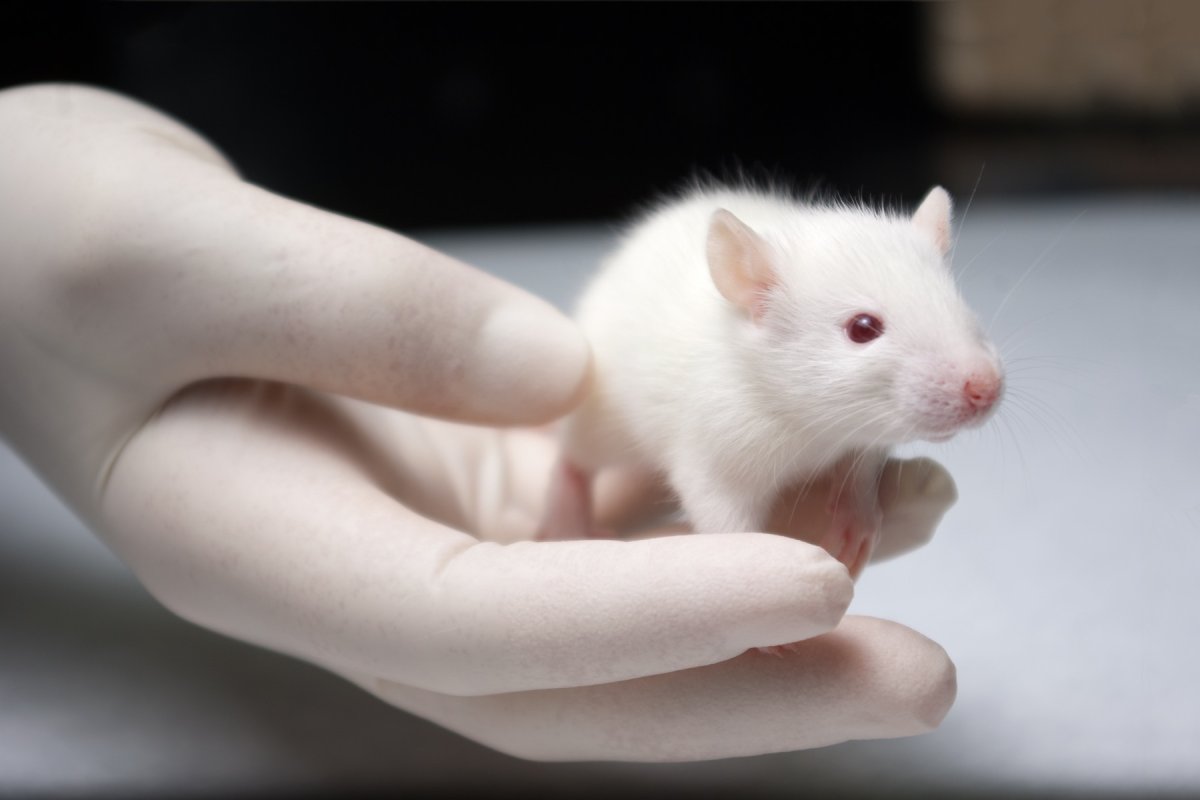 How sterile lab mice started to make rat sperm | Popular Science