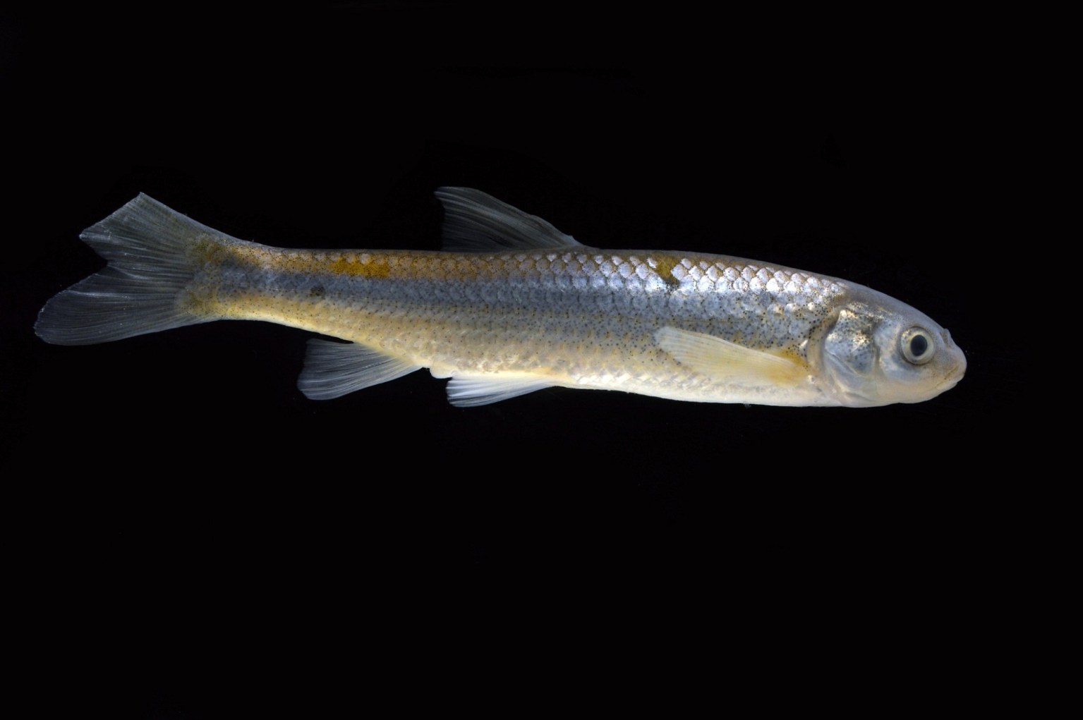 Dry Rio Grande river causes havoc on endangered fish | Popular Science