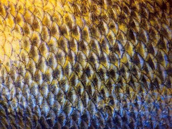 In the future, LEDs could be made from fish scales | Popular Science