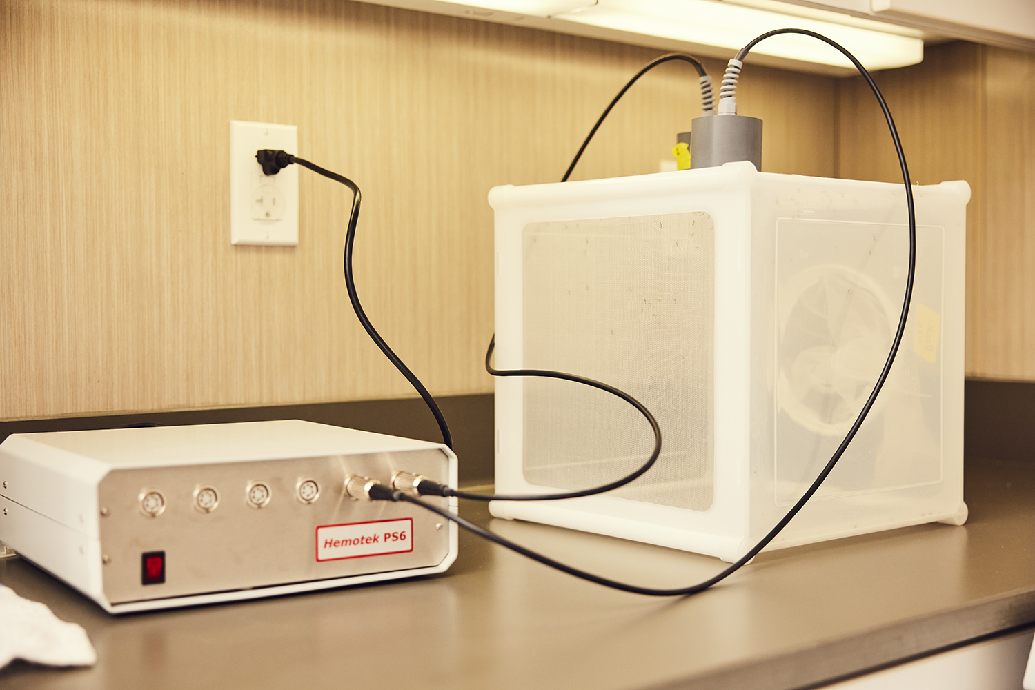 Can genetically modified mosquitoes stop the spread of disease ...