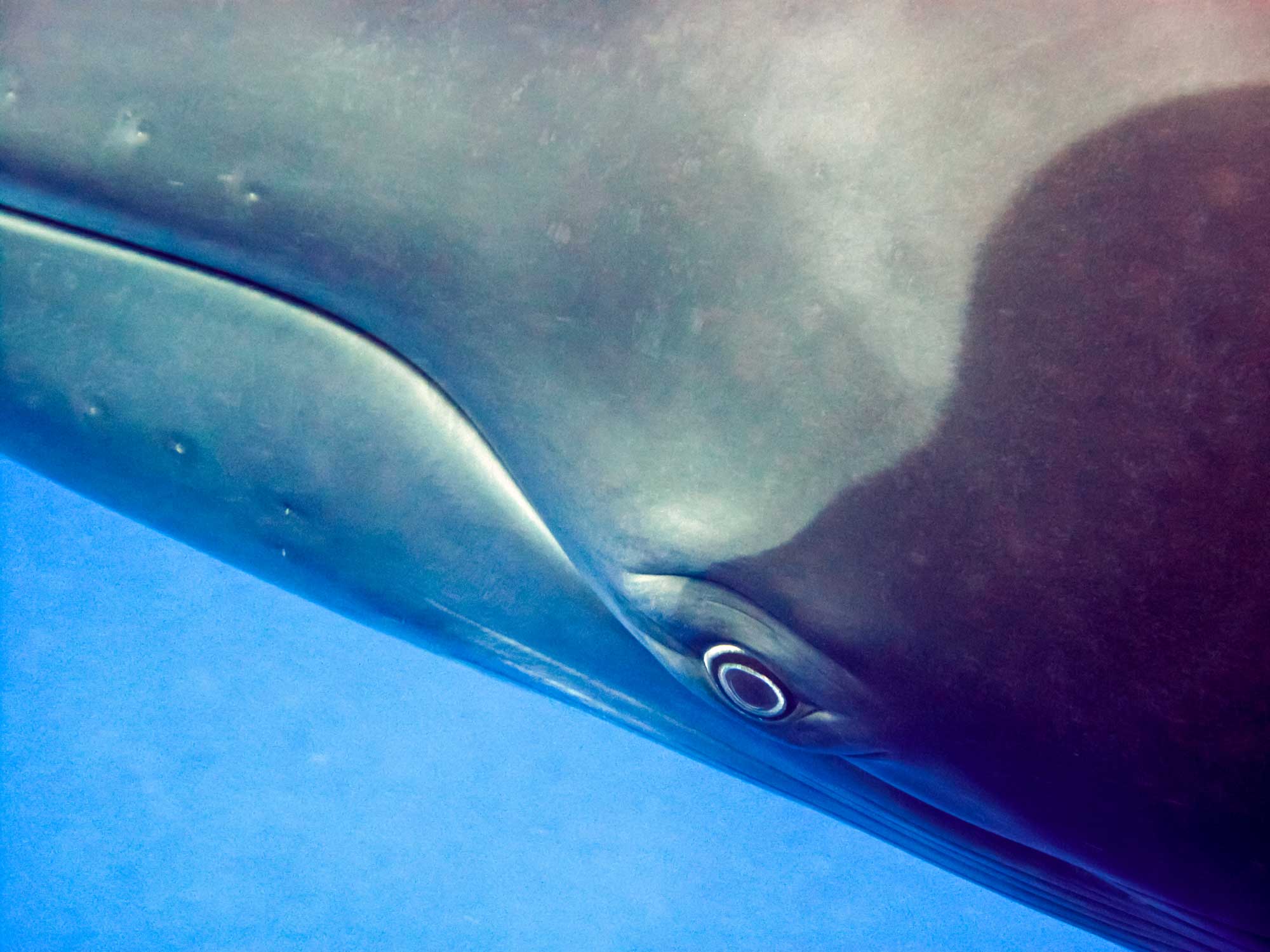 Scientists are reconstructing what ancient whales saw | Popular Science