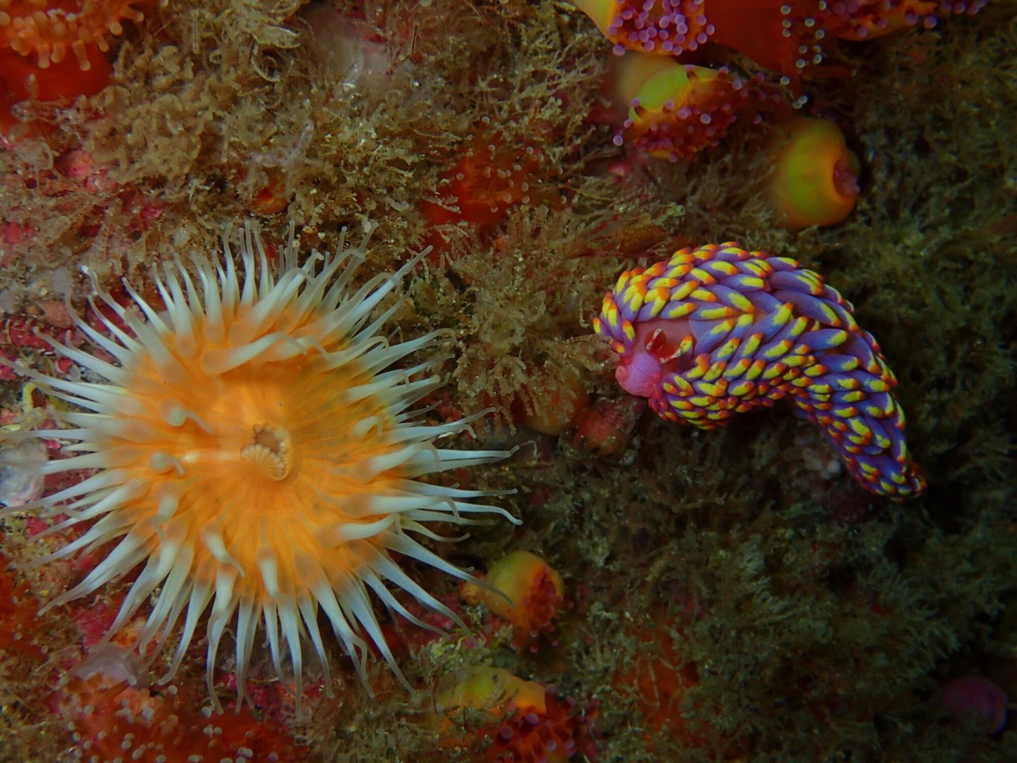 Multicolored sea slug found near UK for the first time | Popular Science