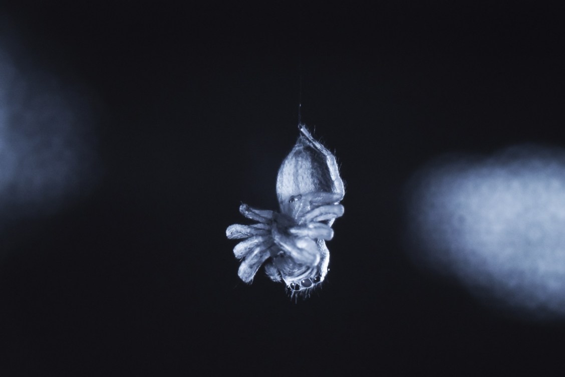 Do spiders sleep and dream? See evidence in this video. | Popular Science