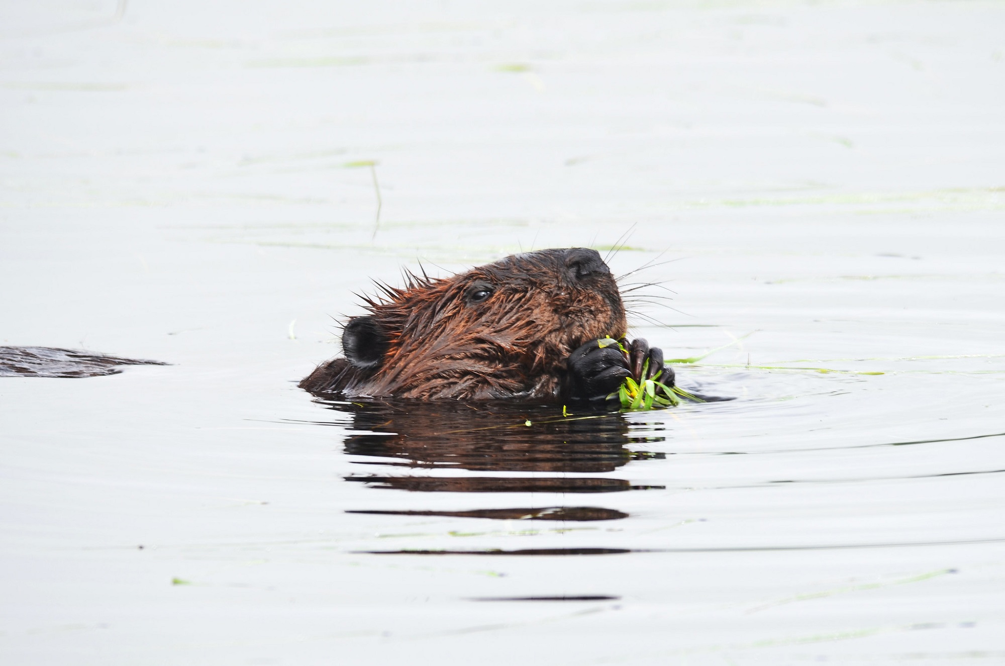 A plan to reintroduce wolves and beavers without conflict | Popular Science