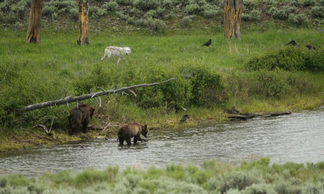 A plan to reintroduce wolves and beavers without conflict | Popular Science