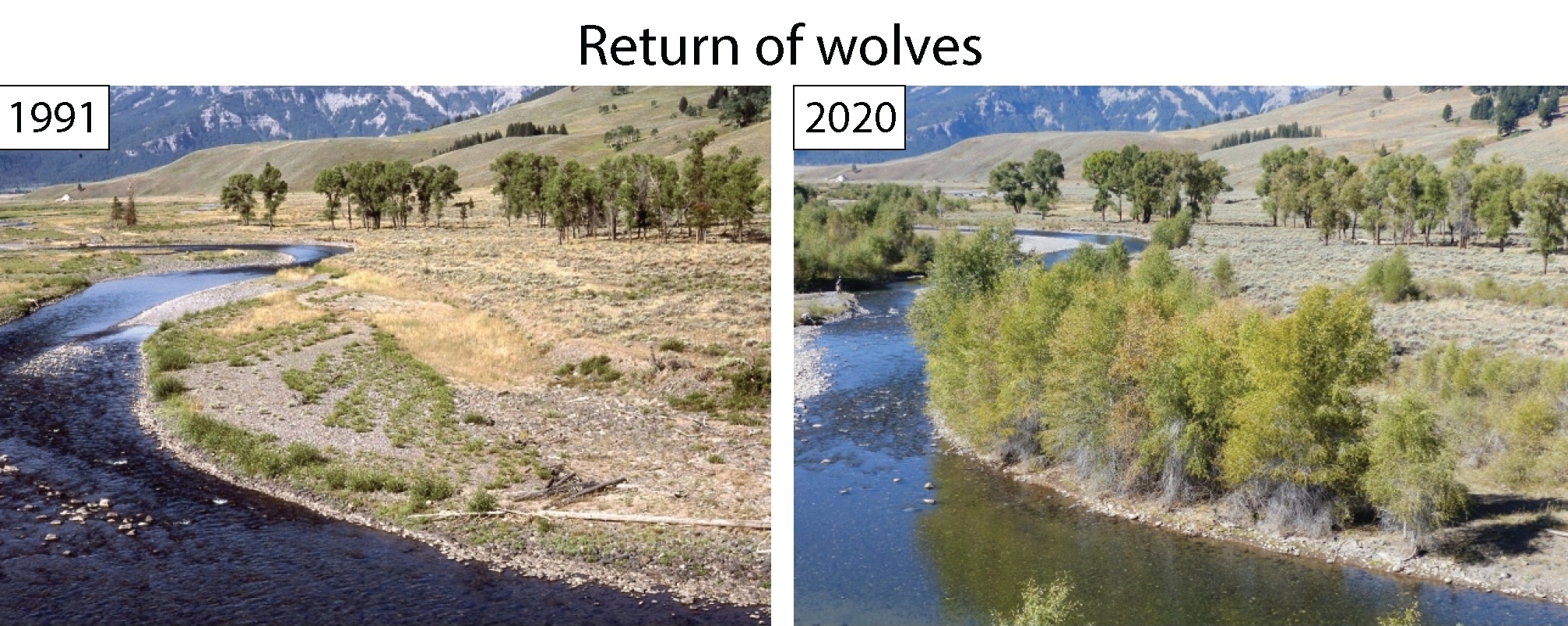 A plan to reintroduce wolves and beavers without conflict | Popular Science