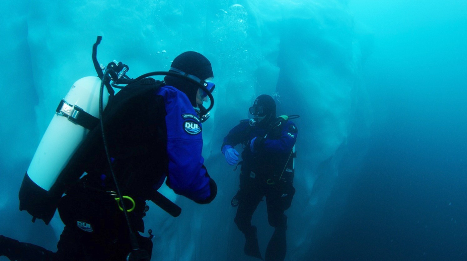 These Arctic snailfish make their own antifreeze | Popular Science