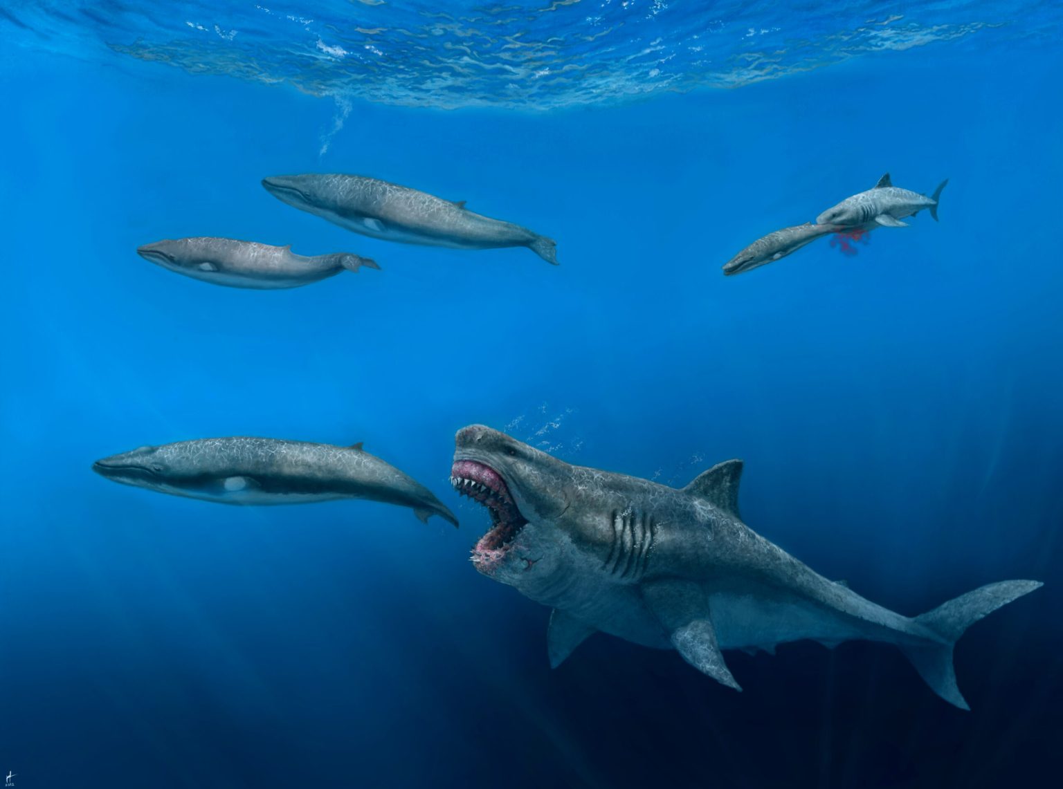 What did the megalodon shark eat? | Popular Science