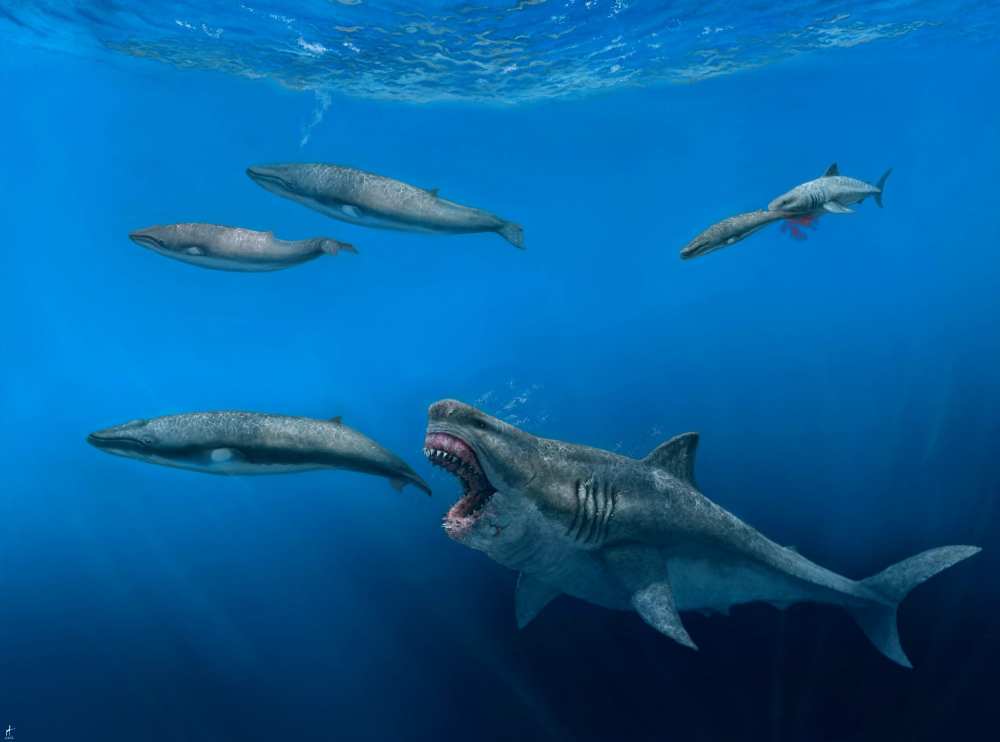 What did the megalodon shark eat? | Popular Science