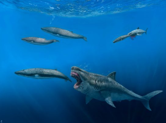 What did the megalodon shark eat? | Popular Science
