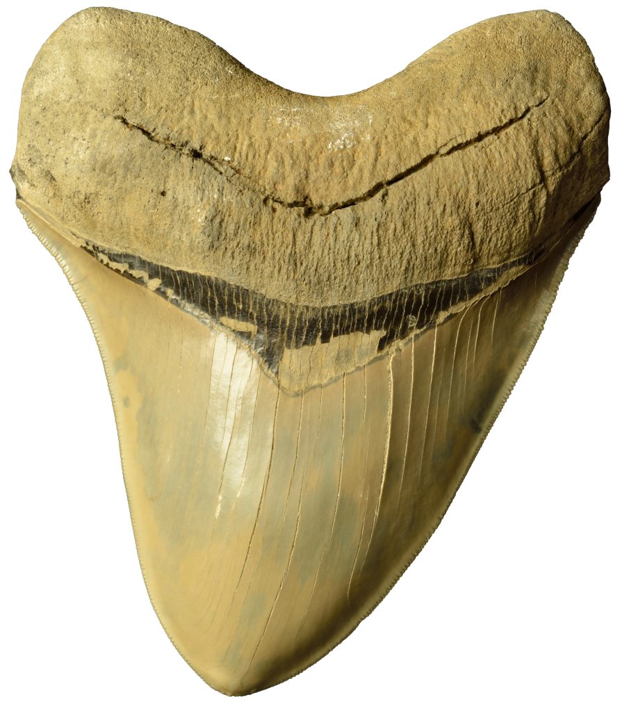 What did the megalodon shark eat? | Popular Science