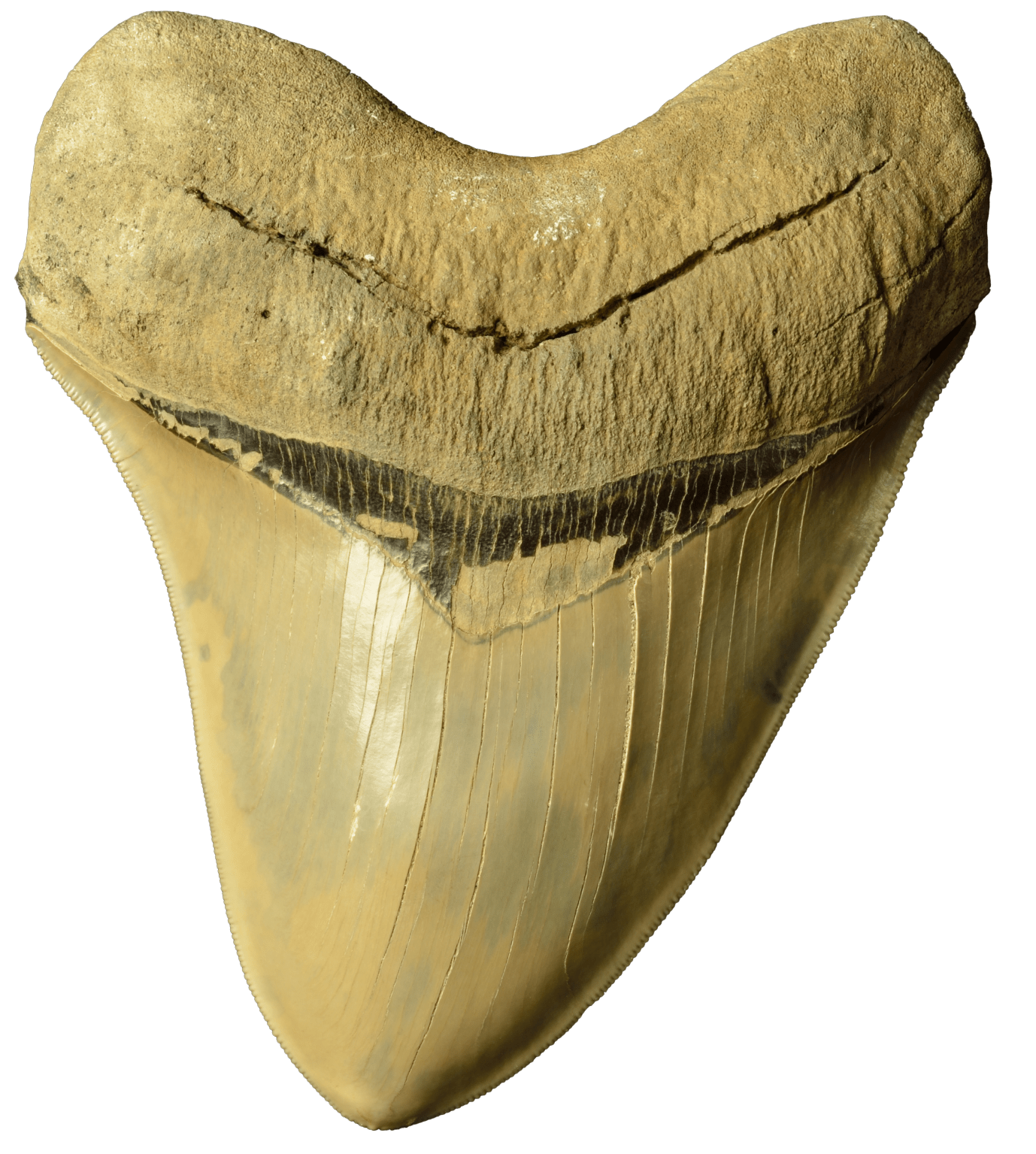 What did the megalodon shark eat? | Popular Science