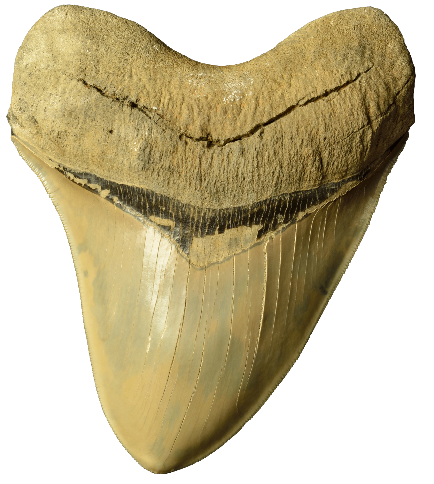 What did the megalodon shark eat? | Popular Science