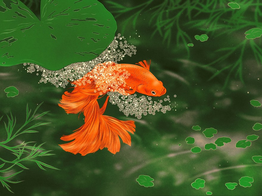 Fish swimming together fare better in turbulent waters | Popular Science