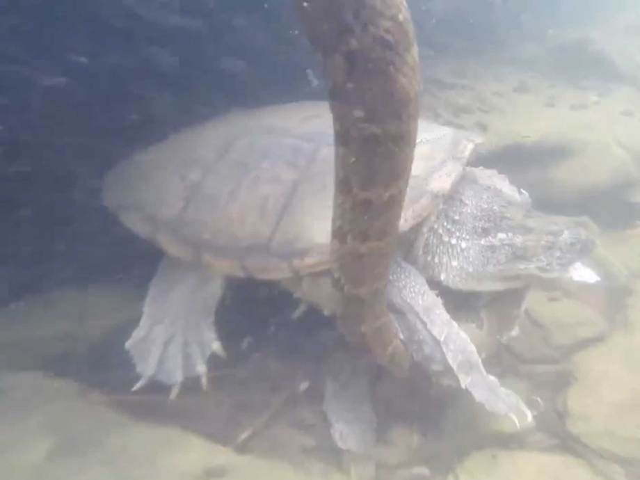 Watch a snapping turtle take down a snake | Popular Science