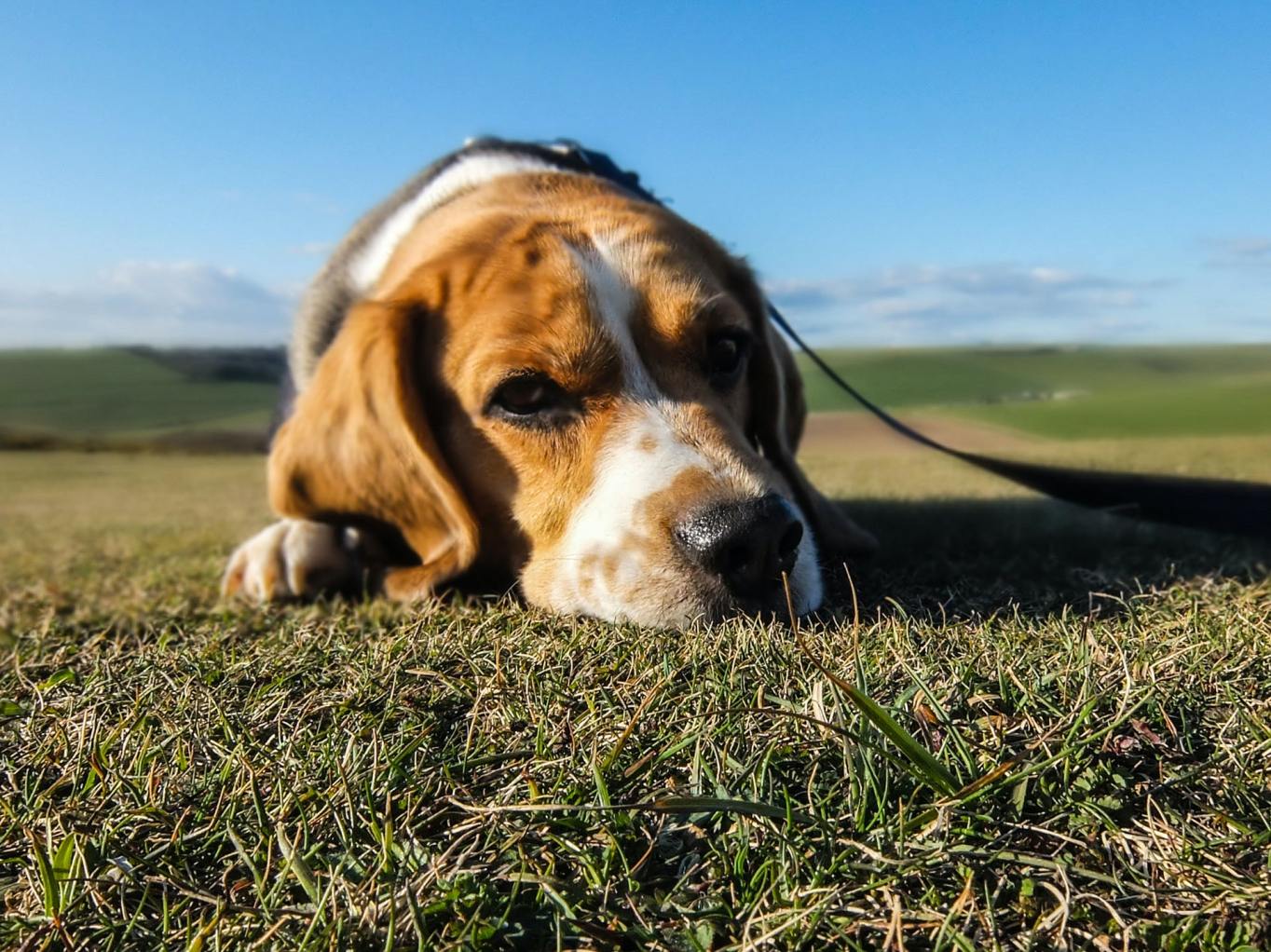 A mysterious virus is killing dogs in Michigan | Popular Science