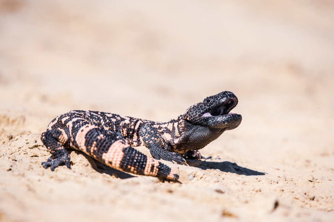 Are dragons real? These reptiles come close. | Popular Science