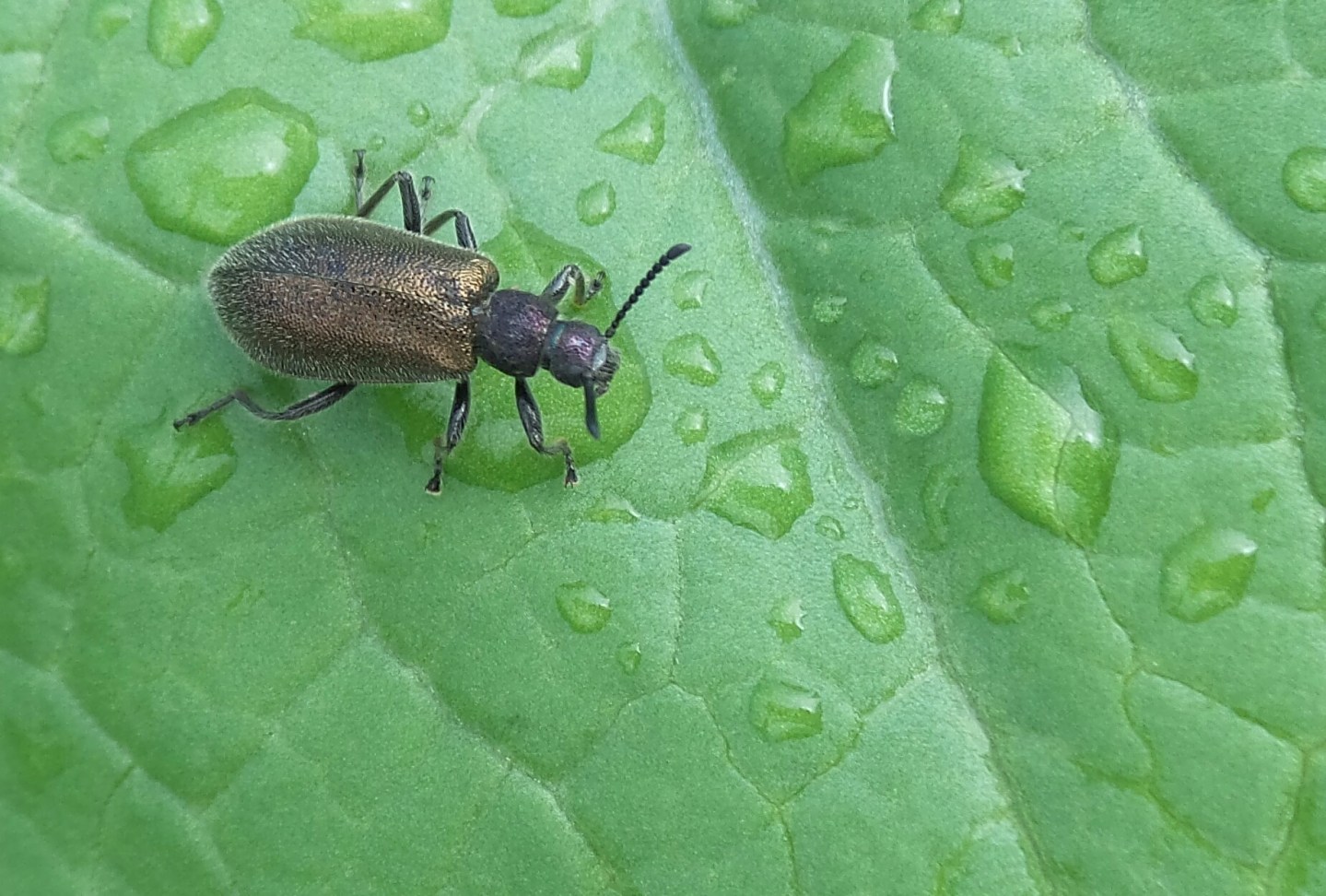 These beetles store beneficial bacteria in nifty pockets | Popular Science