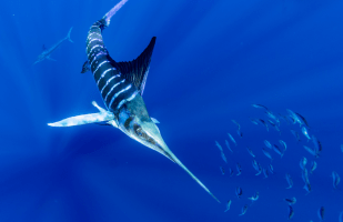 Ocean predators feed in swirling eddies | Popular Science