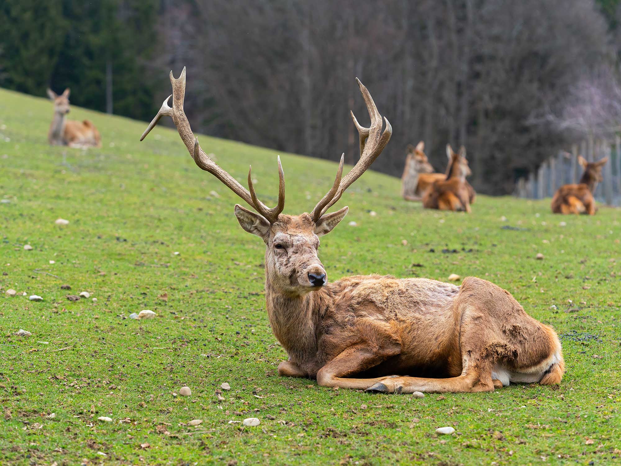 Can chronic wasting disease infect humans? | Popular Science