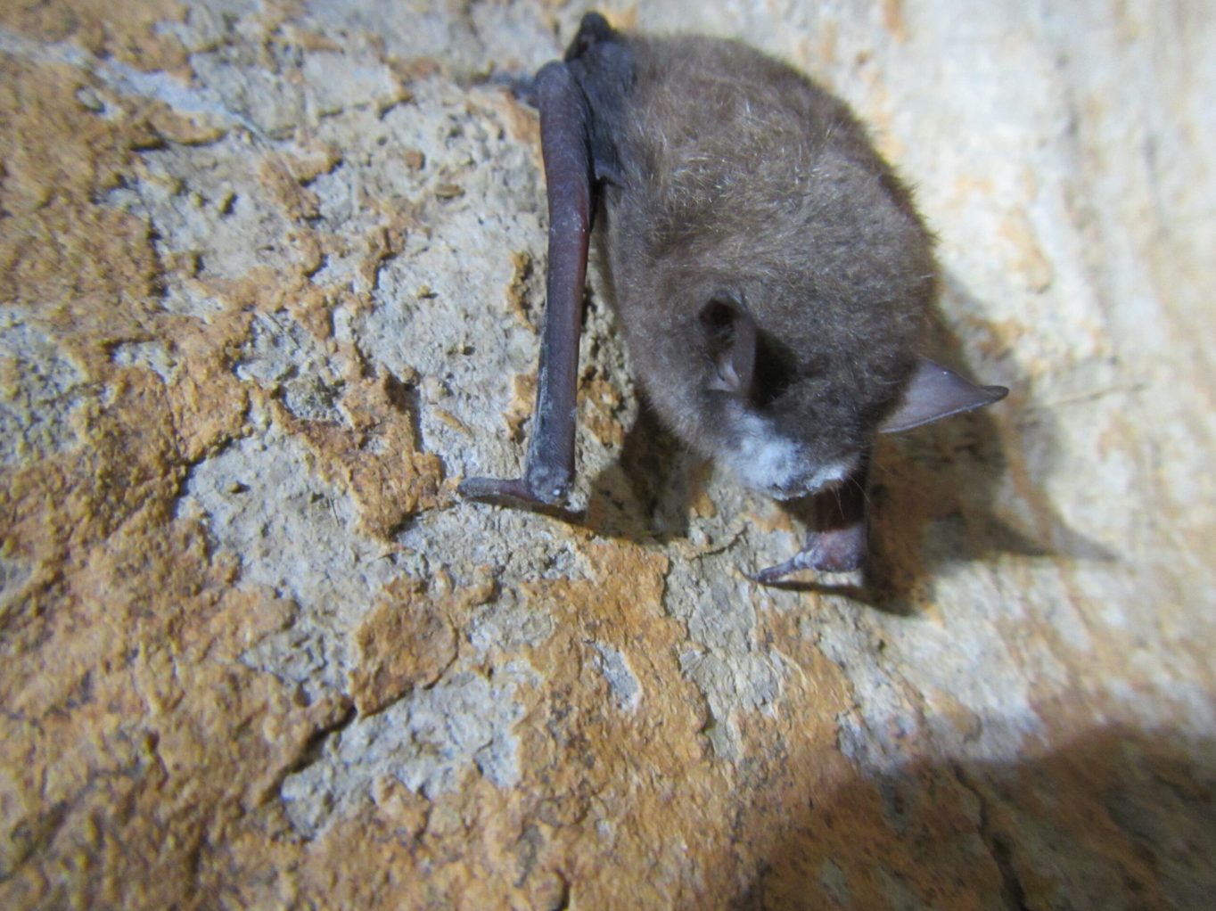 Tricolored bats are imperiled by deadly fungal disease | Popular Science
