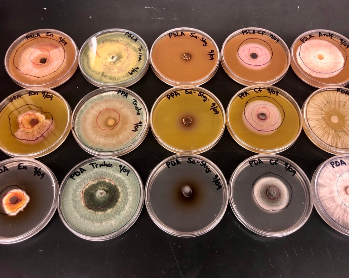 Some fungi are fans of pumpkin spice lattes, too | Popular Science