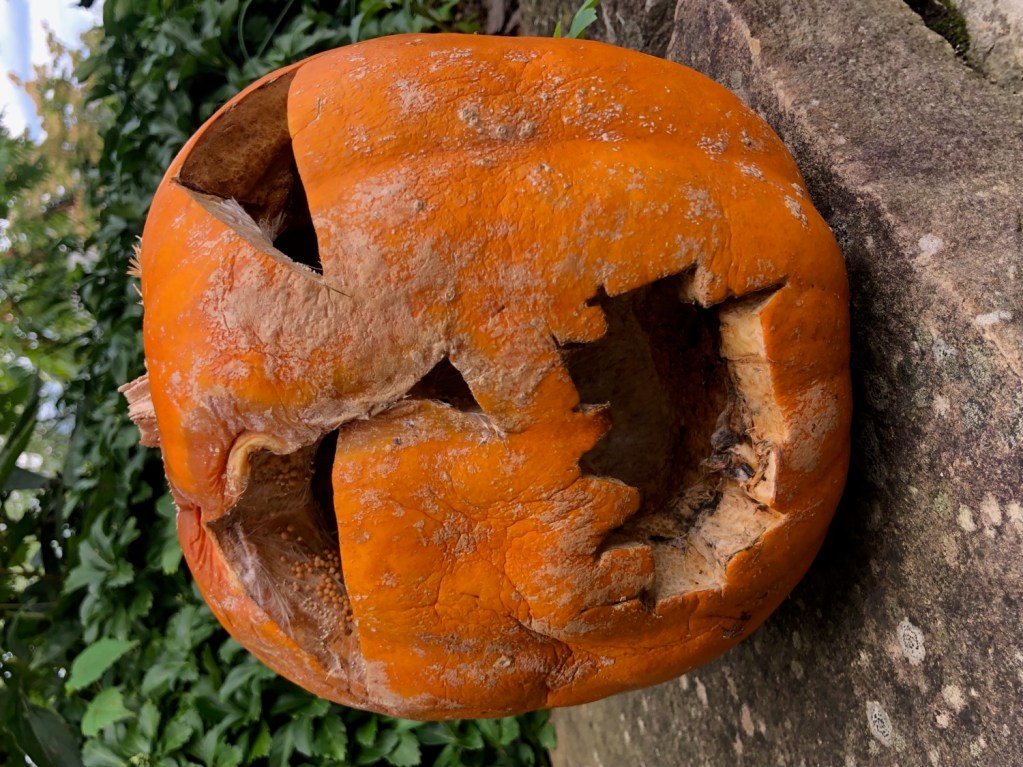 Some fungi are fans of pumpkin spice lattes, too | Popular Science