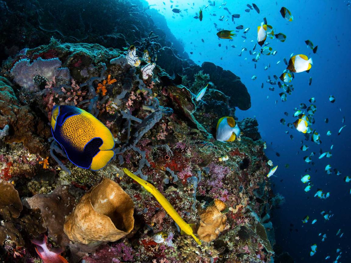 Where did reef fish come from? | Popular Science