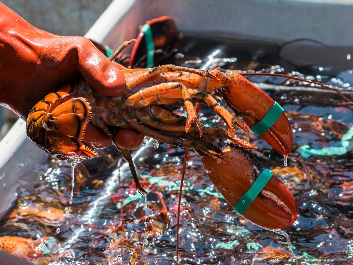 Maine fishers push back on American lobster red-listing | Popular Science