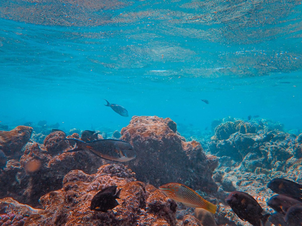 Shallow-water mining is still an environmental problem | Popular Science
