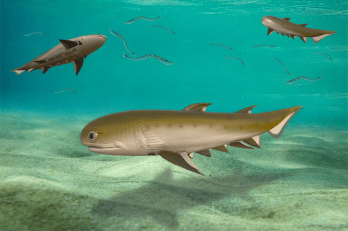 First jawed shark ancestor discovered in southern China | Popular Science