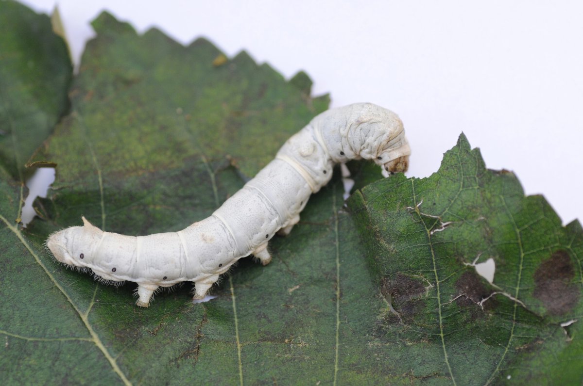 Researchers make worm silk stronger than a spider's | Popular Science