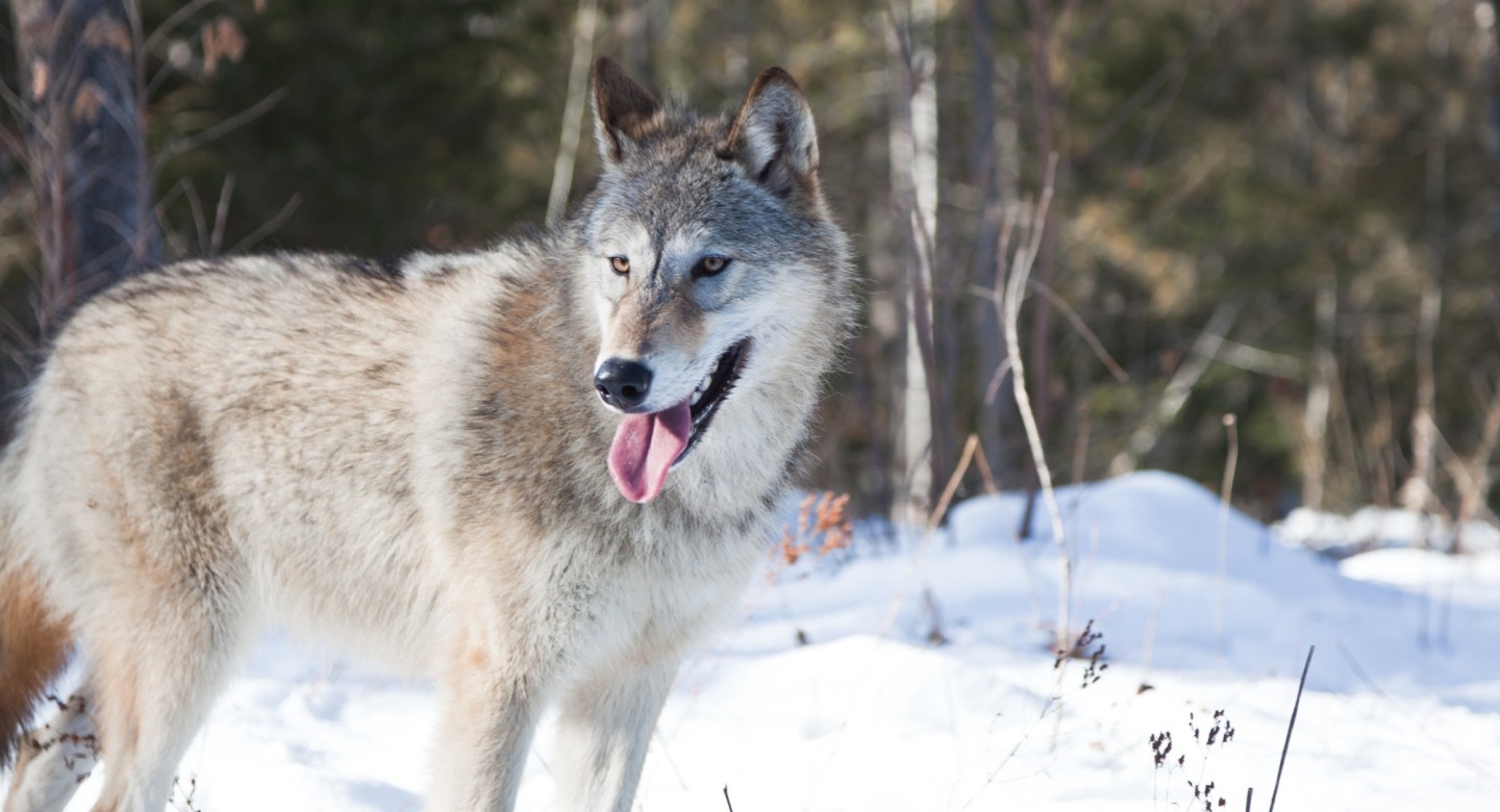 Idaho's wolf population could be holding steady | Popular Science