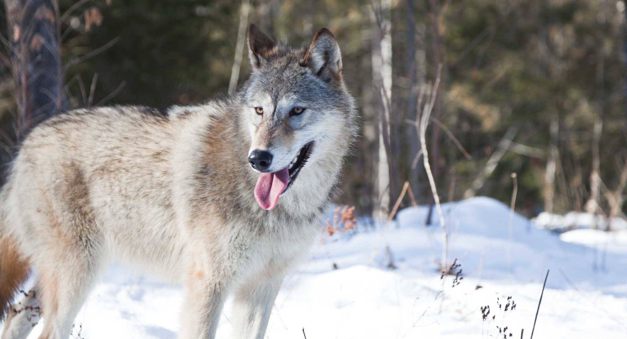 Idaho's wolf population could be holding steady | Popular Science