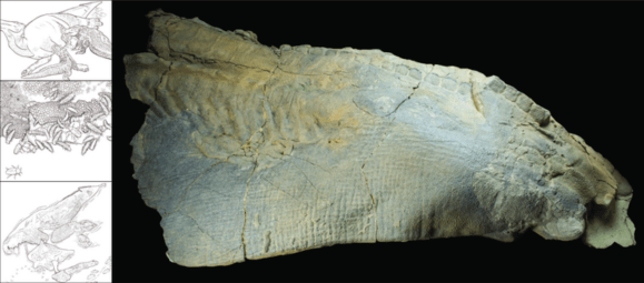 Unique method of mummification discovered in dinosaur | Popular Science