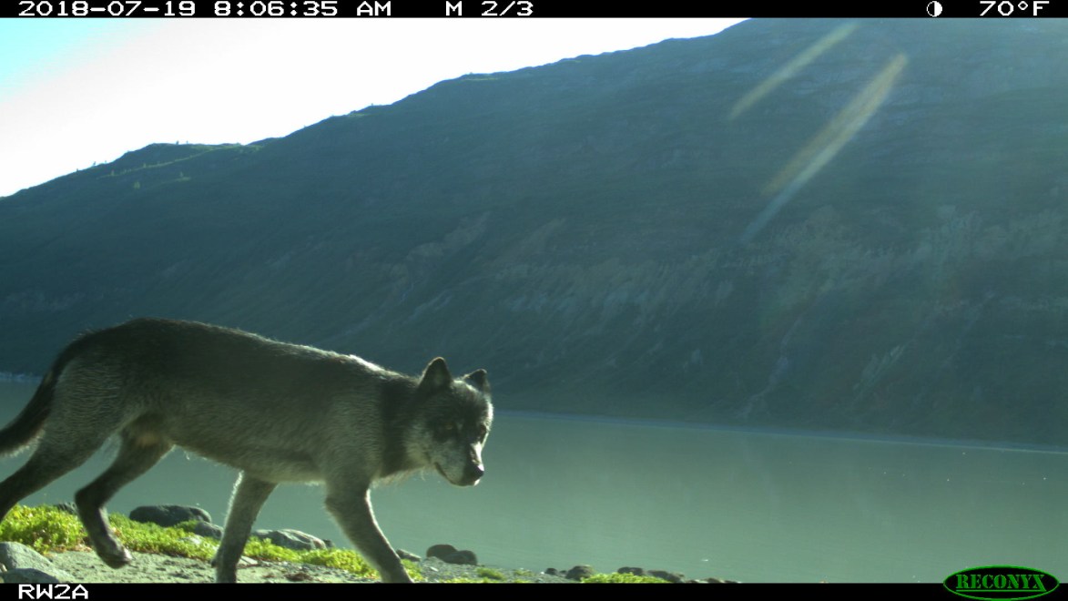 Wildlife behavior changes when people visit national parks | Popular ...
