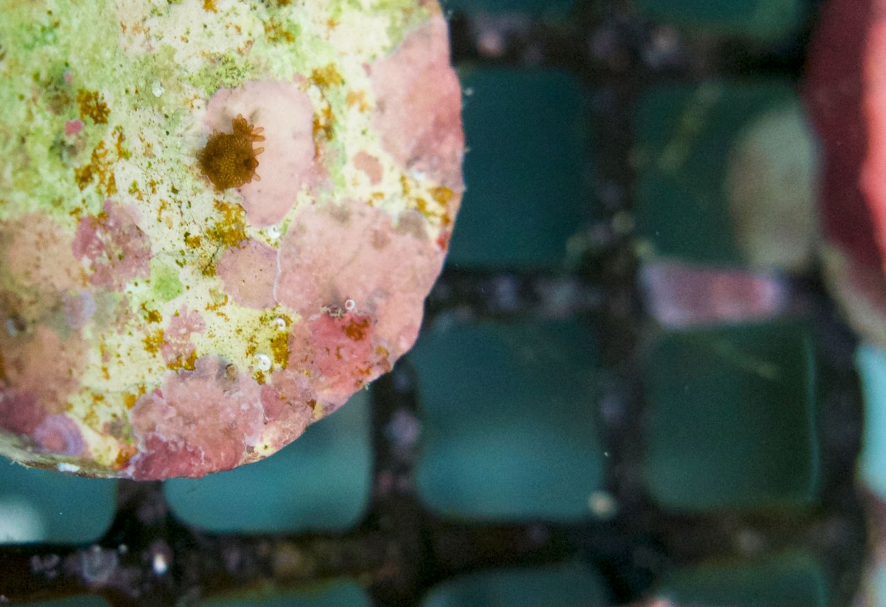 Scientists grow endangered coral in lab | Popular Science