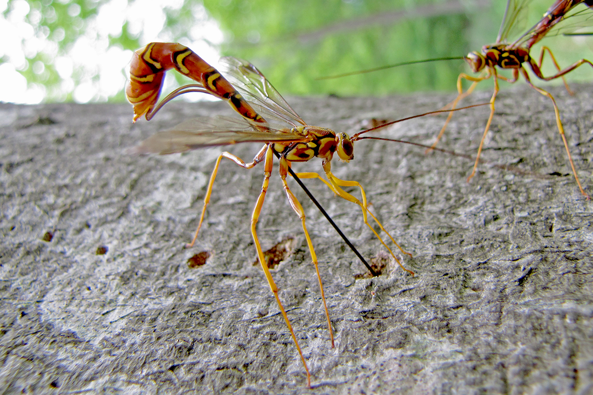 Scientists study the spooky physics of fangs | Popular Science